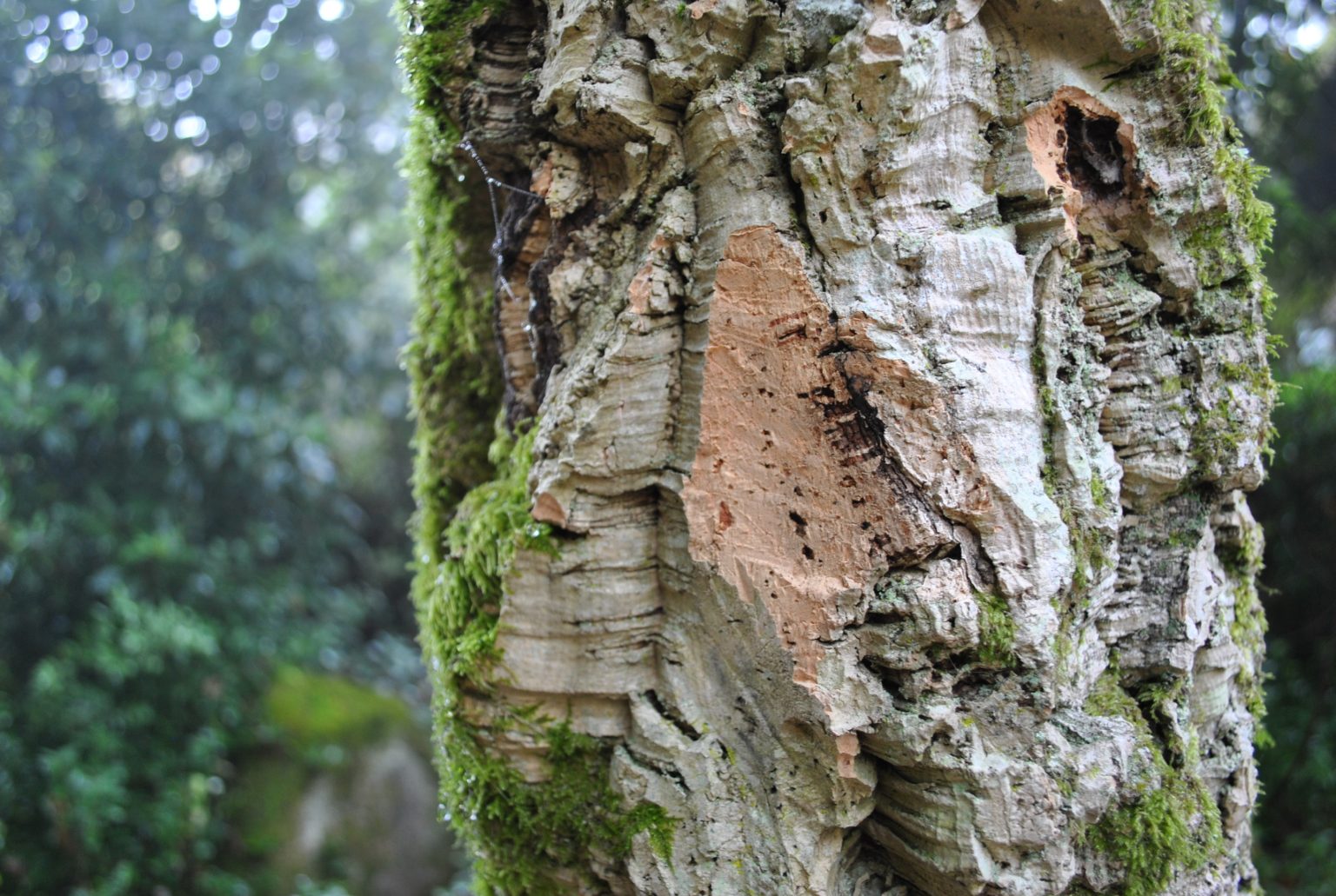 Tout savoir sur le bois balsa