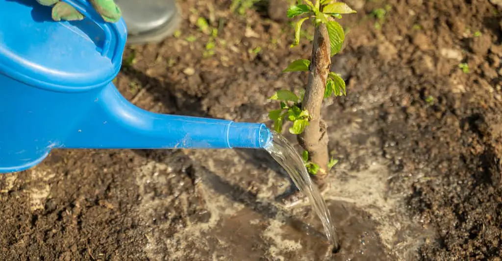 Comment bien arroser vos plantes